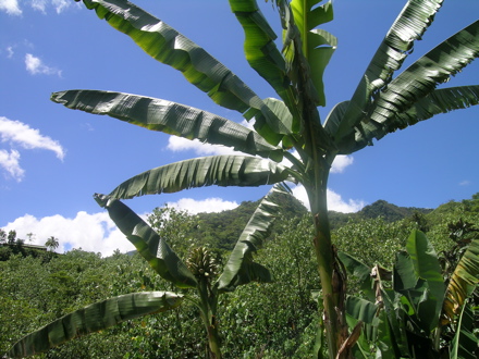 Le bananier, la fleur, le fruit 3/3 - recif tapete