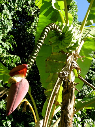 Le bananier, la fleur, le fruit 3/3 - recif tapete